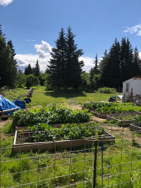 Twin Spruce: The Story Behind the Name – Twin Spruce Studio